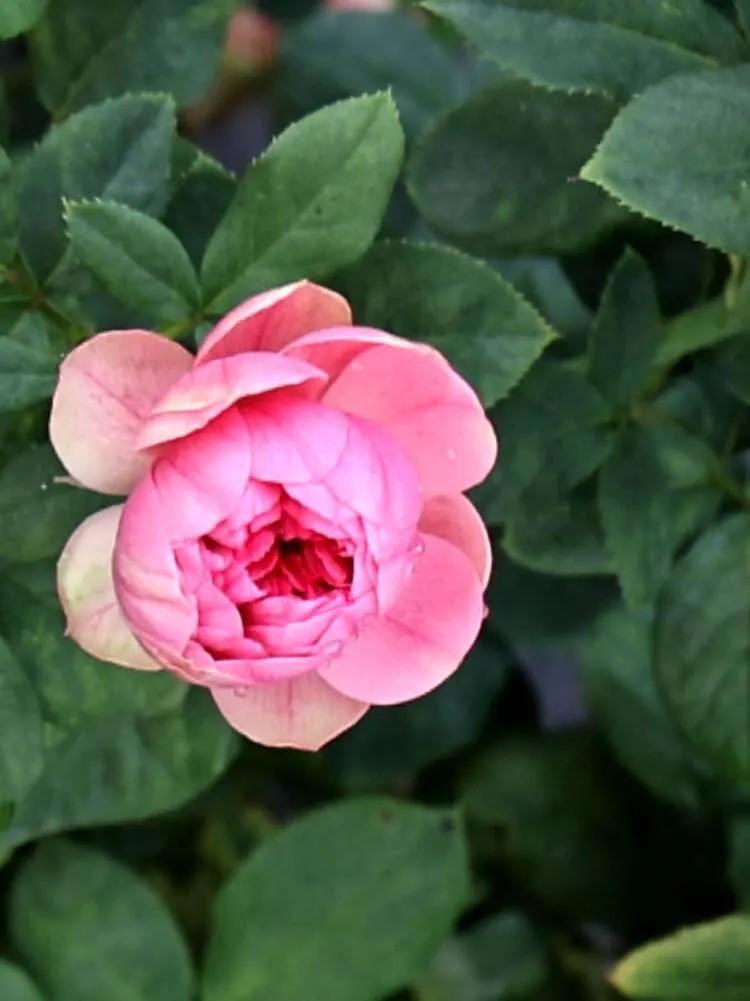 Elegant Maple Leaf Rose - iMedia