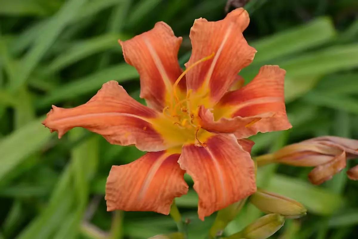 Hemerocallis Hemerocallis. - iNEWS