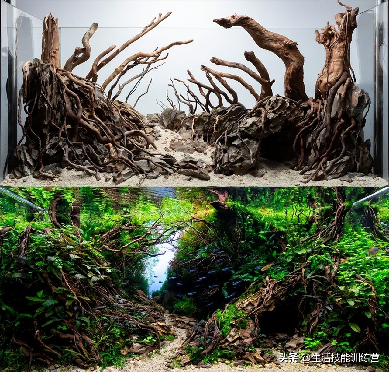 50 Amazing Fish Tank Landscaping - iNEWS