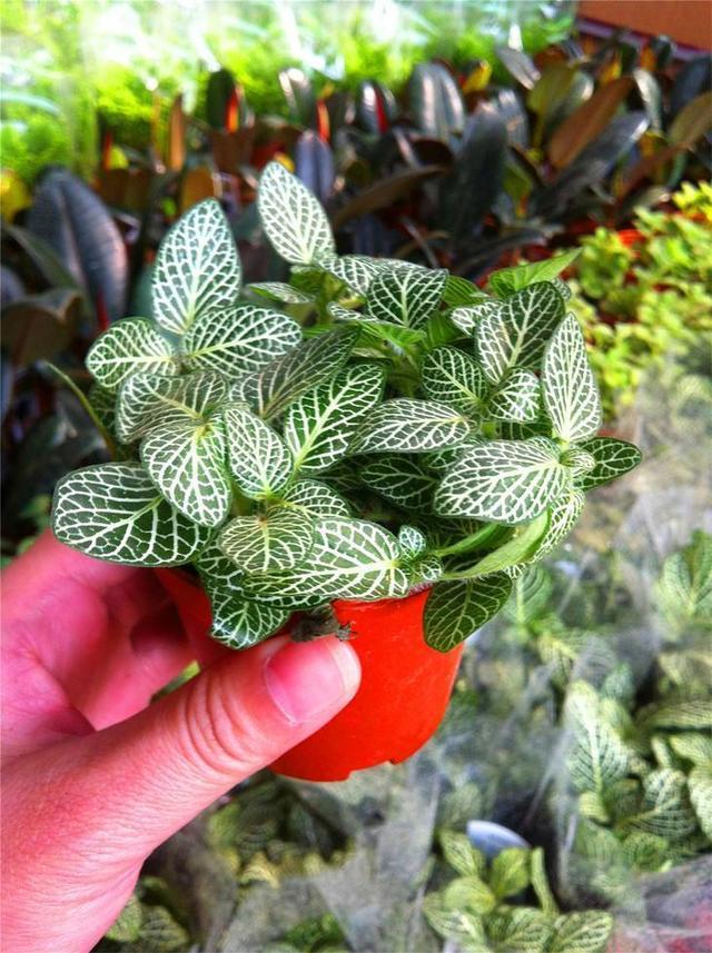 5 kinds of "healthy flowers", shade-resistant and refreshing, a few ...