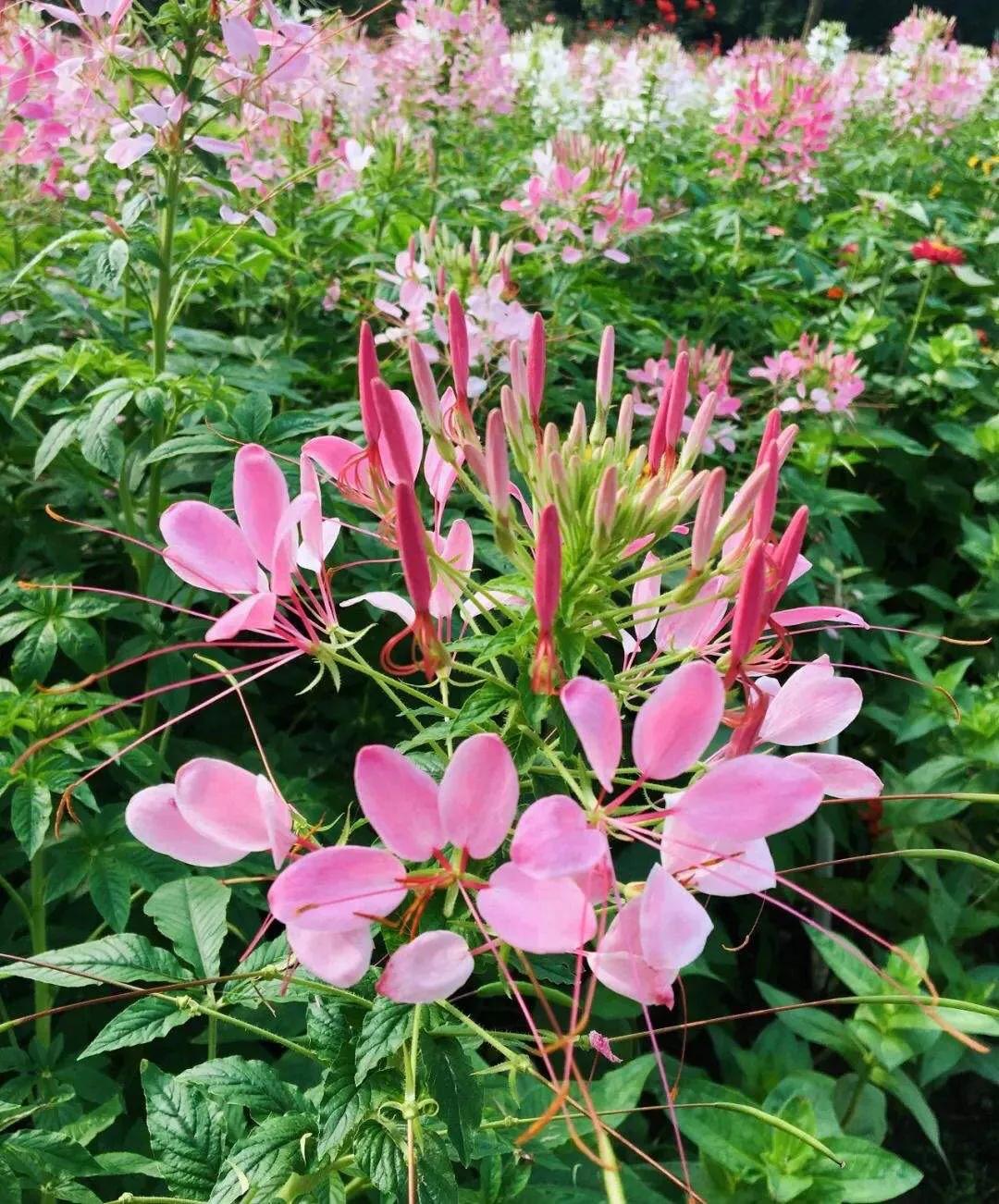 Beautiful drunk butterfly flower, intoxicating and beautiful - iNEWS
