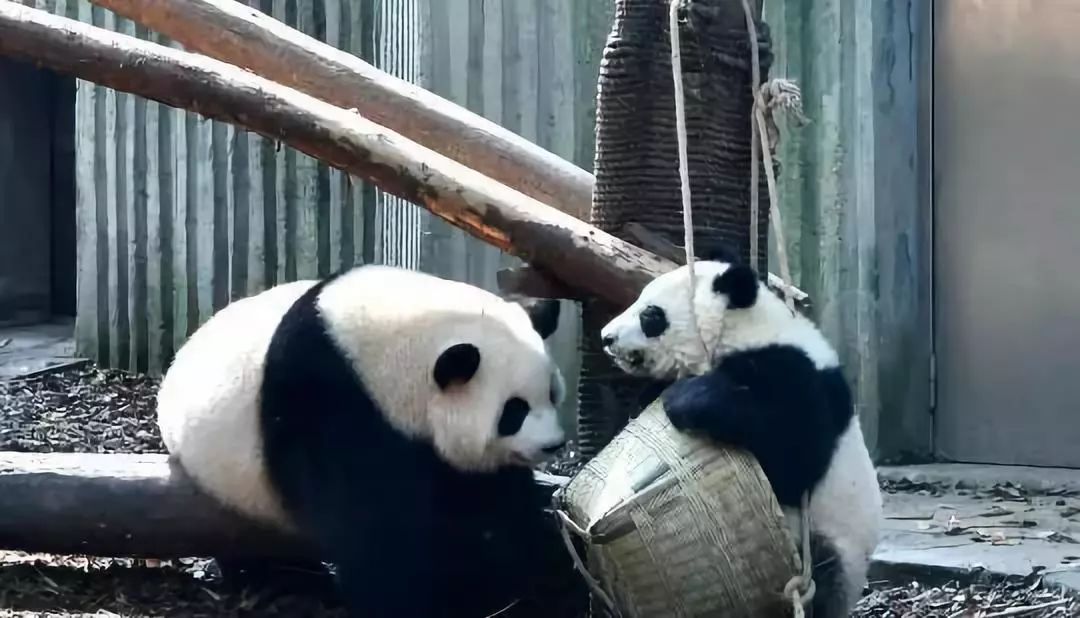 The Last Panda Book Review: Humanity and Nature in Pandas - iNEWS