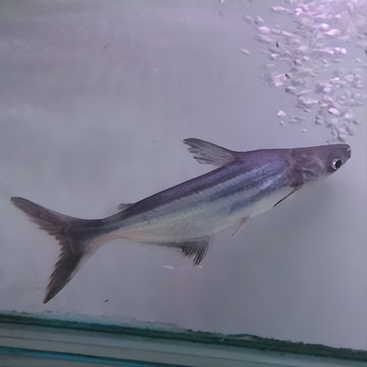 'Genghis Khan fish' spotted in the Mekong, tail and body change color ...