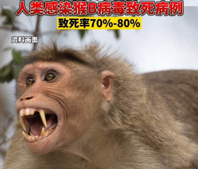 4 experimental macaques in the United States escaped, and the woman ...