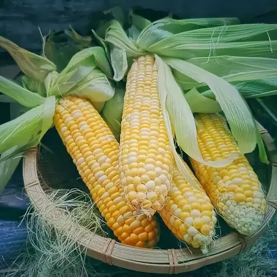 High temperature is coming! Plant corn, be careful of scalding the ...