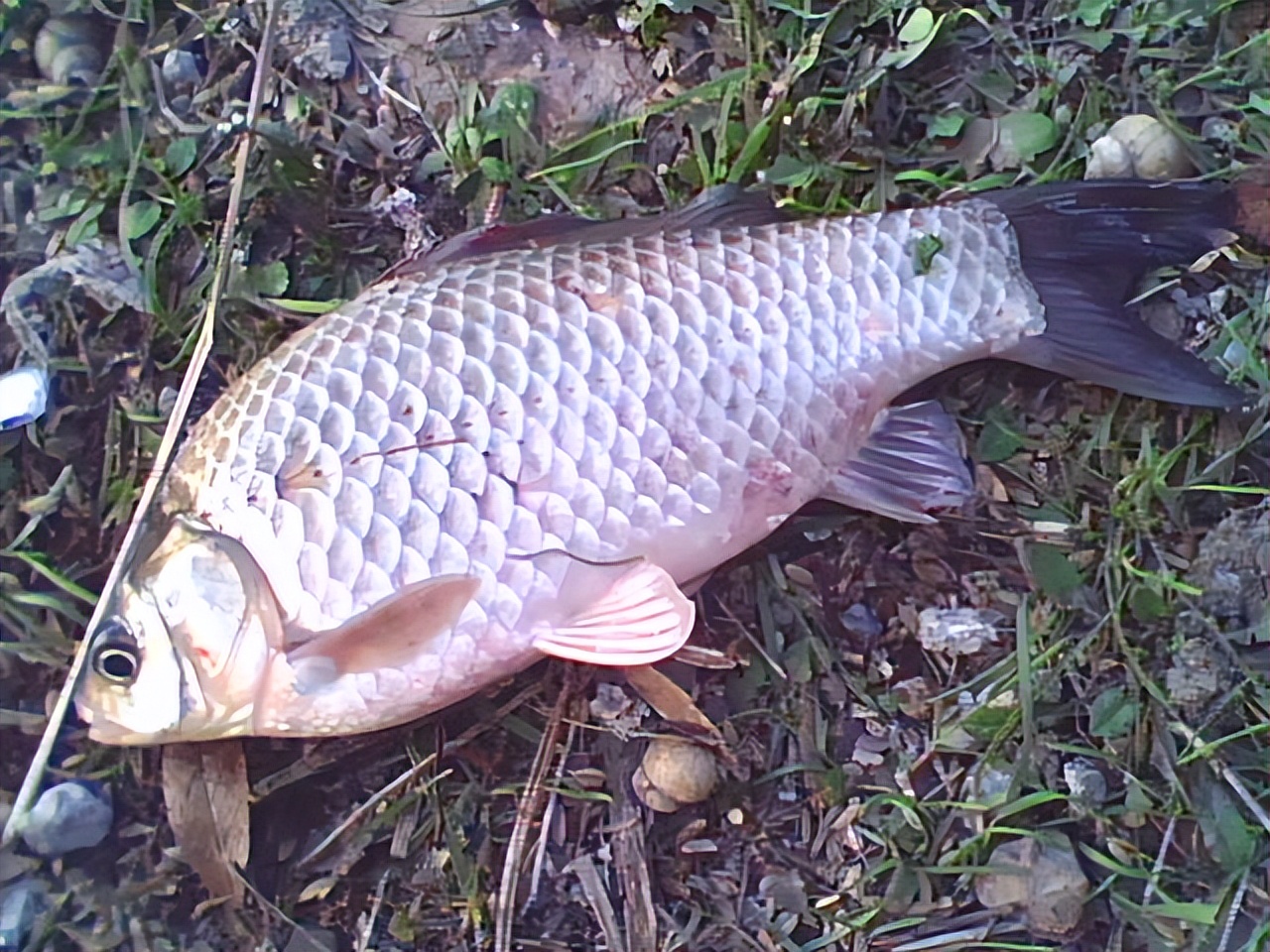 When fishing crucian carp in winter, the "slippery road" fishing method ...
