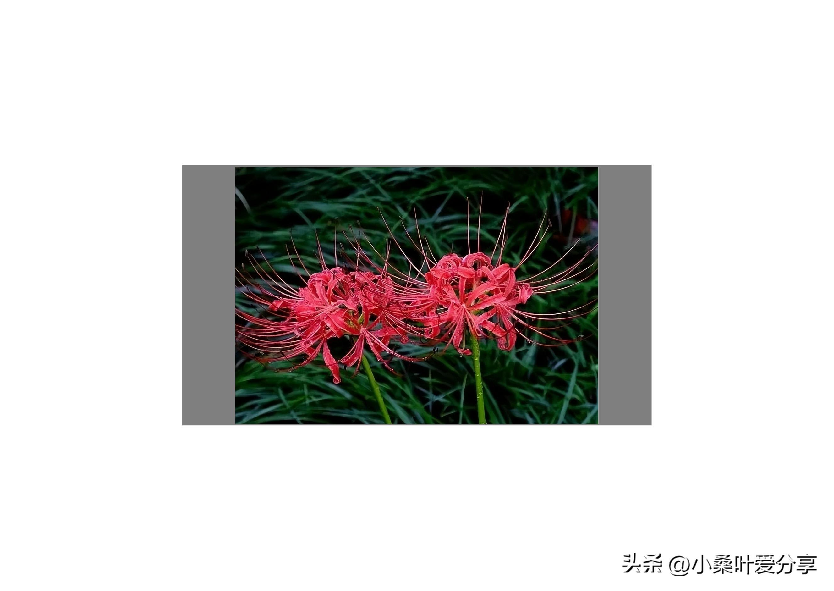 The "flower of the other shore" as people call it, also known as the ...