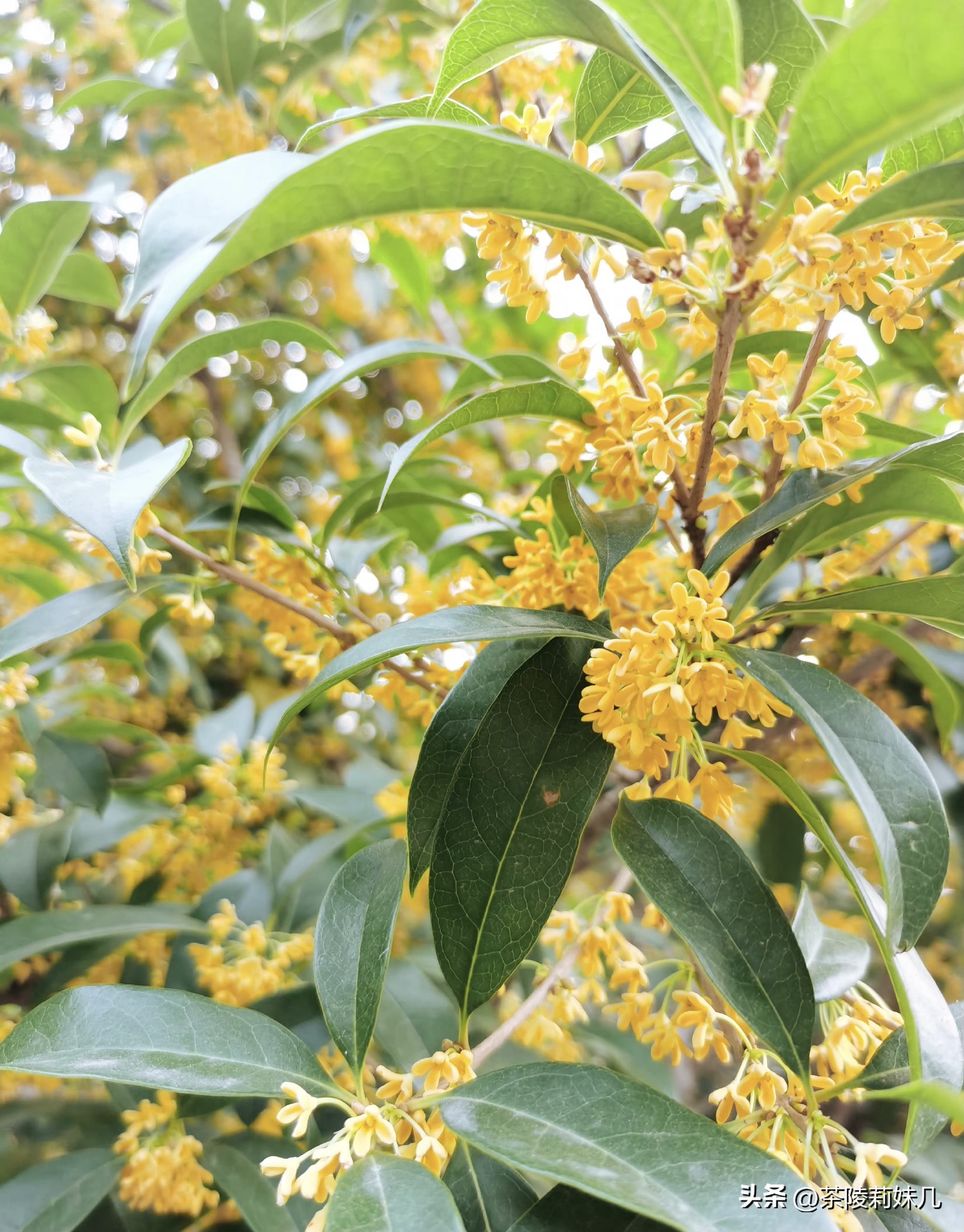 How to make osmanthus tea?Share the detailed practice, the practice is ...