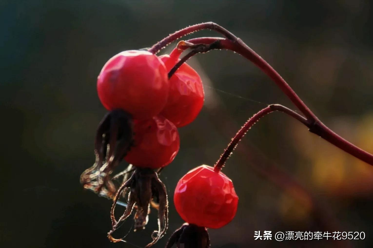 Ripe wild thorn plum fruit, waxy and sweet, with endless aftertaste - iNEWS