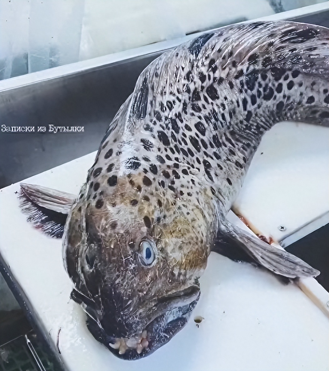 Russia discovered a deep-sea monster fish! Mouth full of fangs looks ...