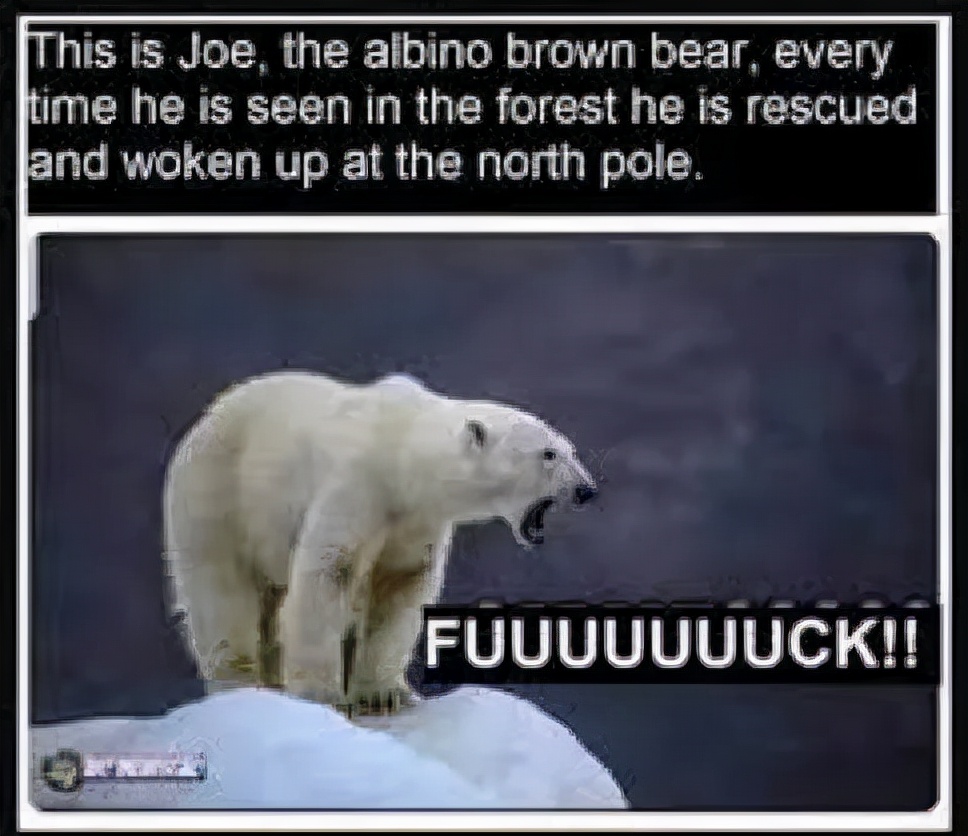 Joey, the hapless bear with albinism, deceived hundreds of thousands of ...
