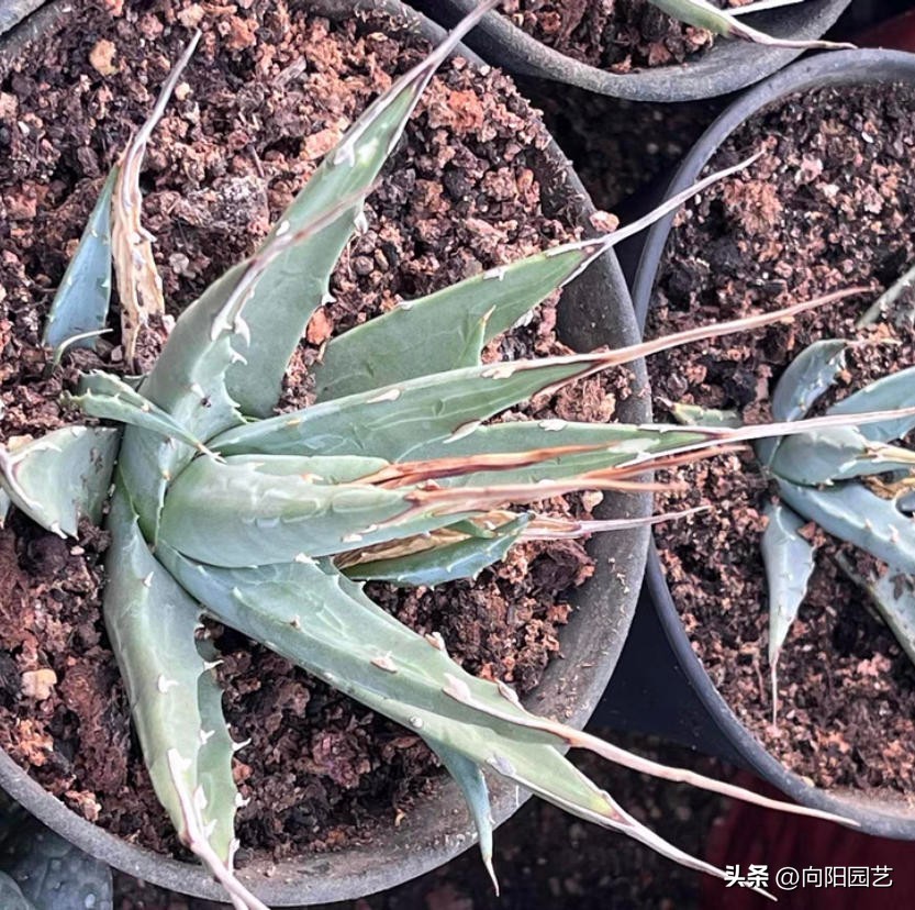 Succulent agave, with more rain in summer, the root system grows ...