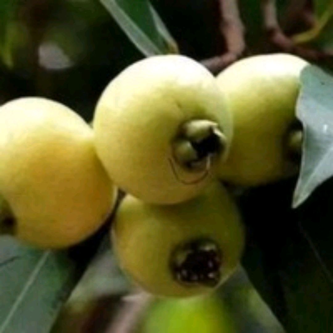 What kind of tree is roseberry - iMedia