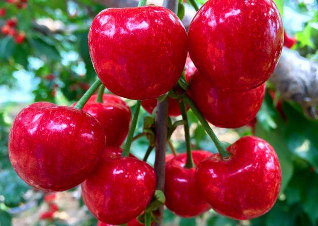 Cherry is expensive and cherries are cheap. What is the difference ...