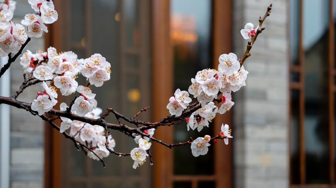 Yiting Misty Rain Xinghua Han: Two intriguing poems about apricot ...
