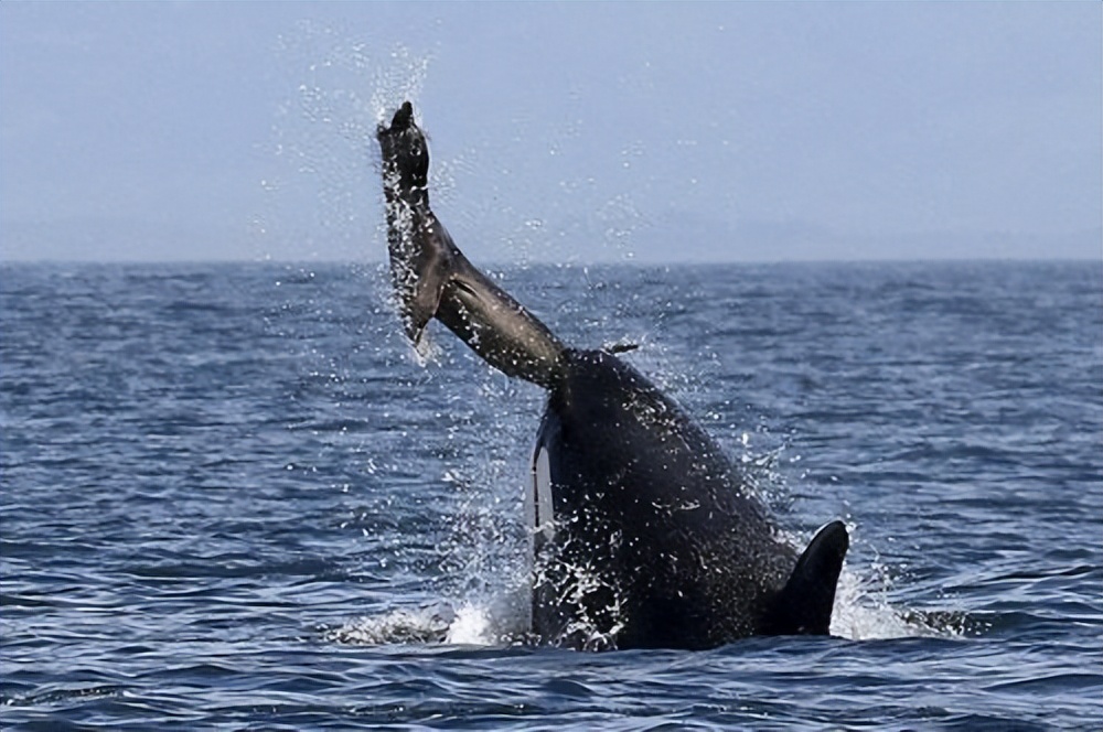 How Do Killer Whales Hunt Whales? After pressing and drowning gray ...