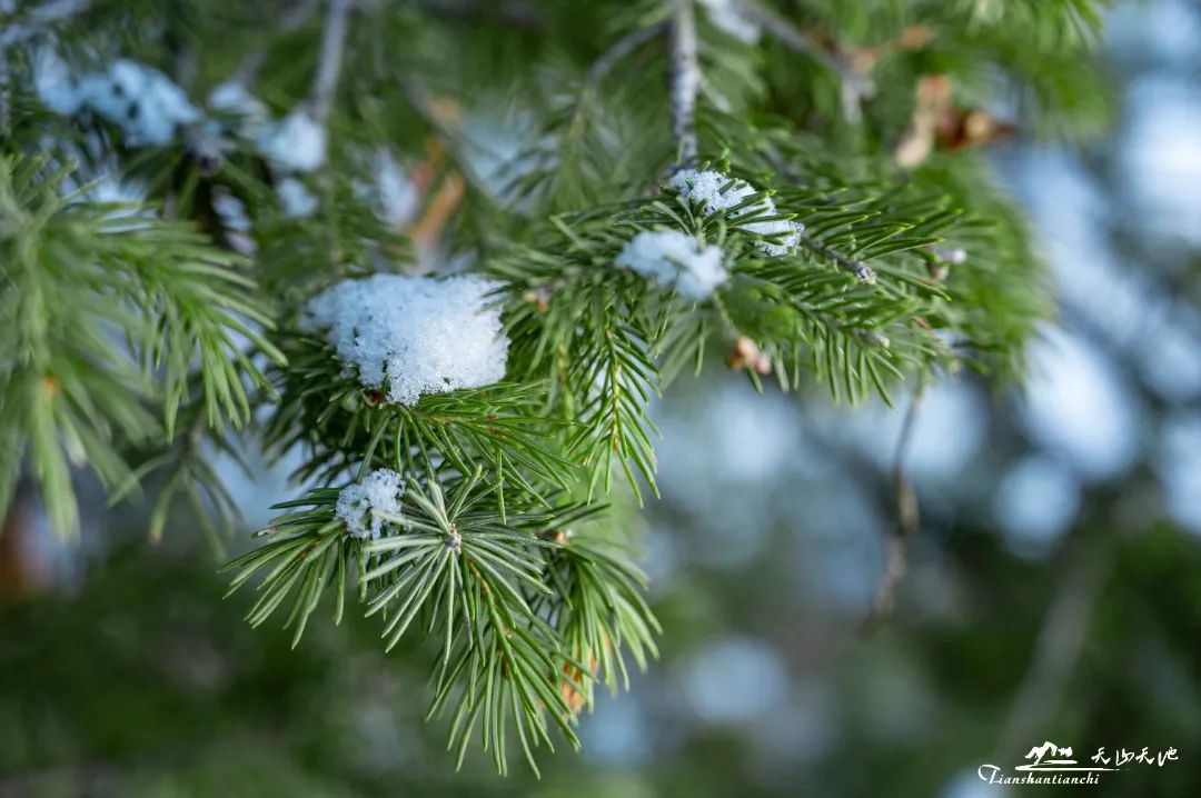 In the March of Tianshan Tianchi, go to a spring appointment - iNEWS