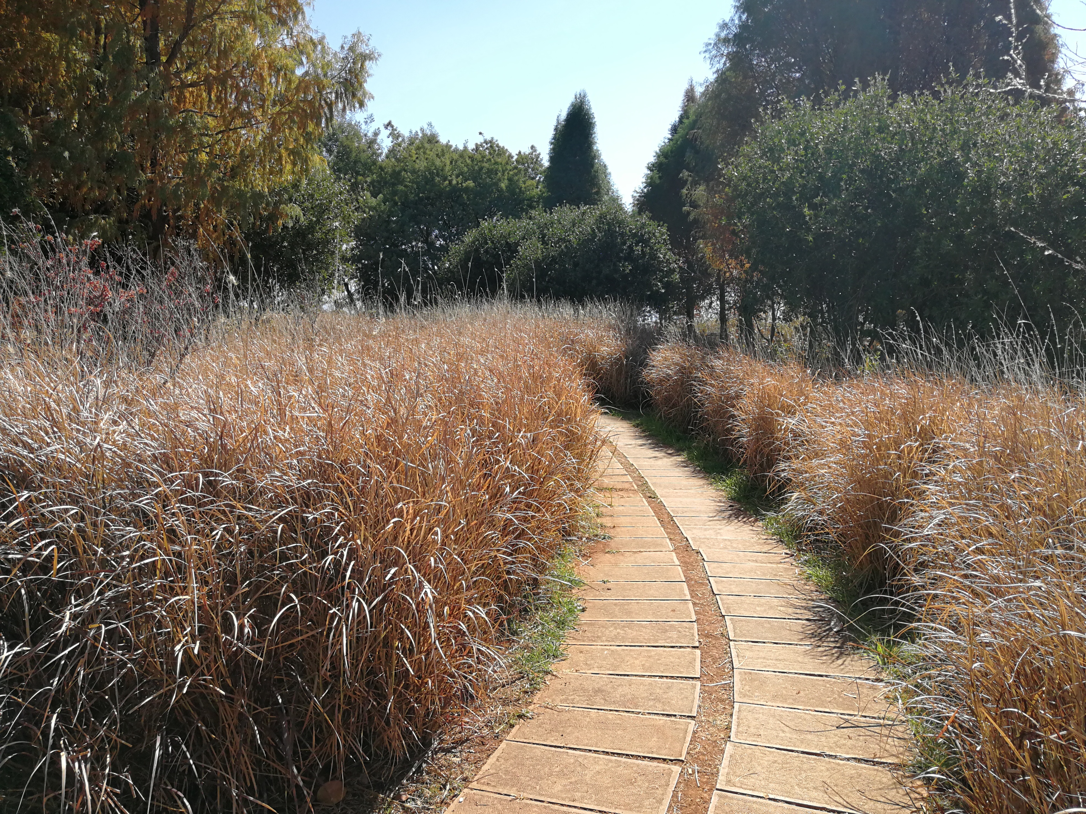 Revisit Kunming Haidong Wetland - iNEWS