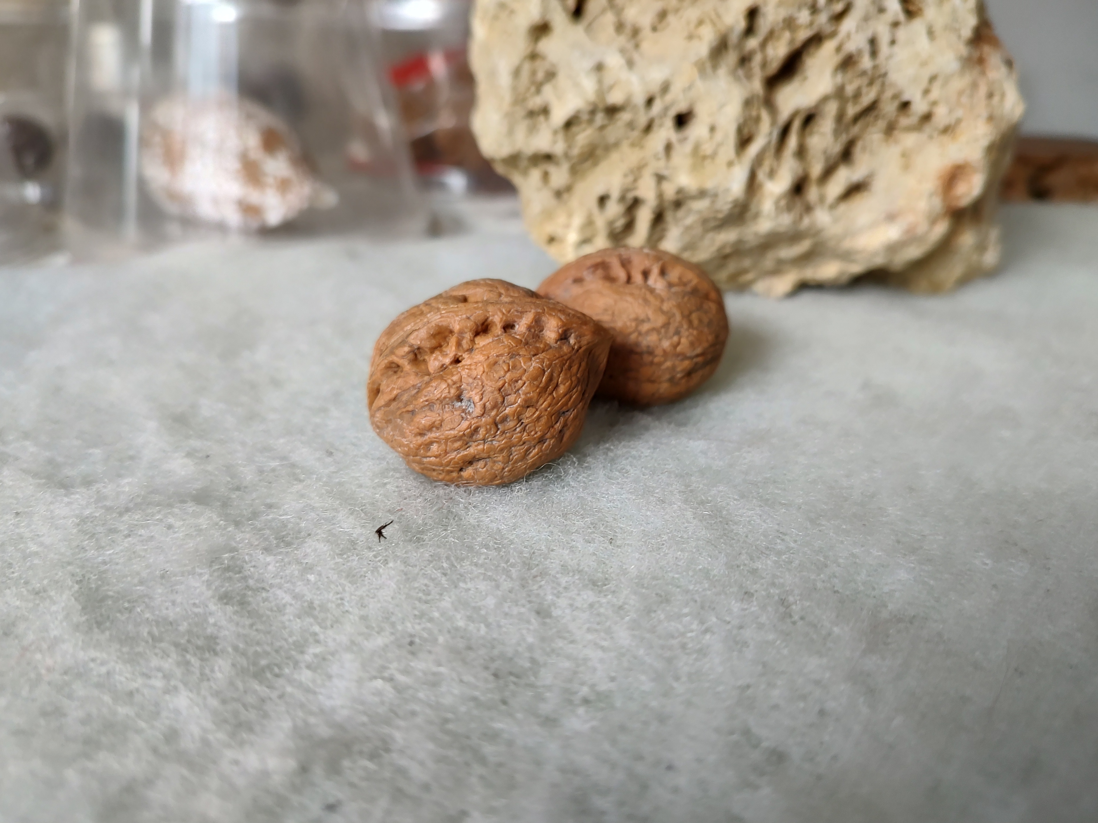 Talking about "The Culture in Wenwan Walnut" "The Only One in Wooden ...