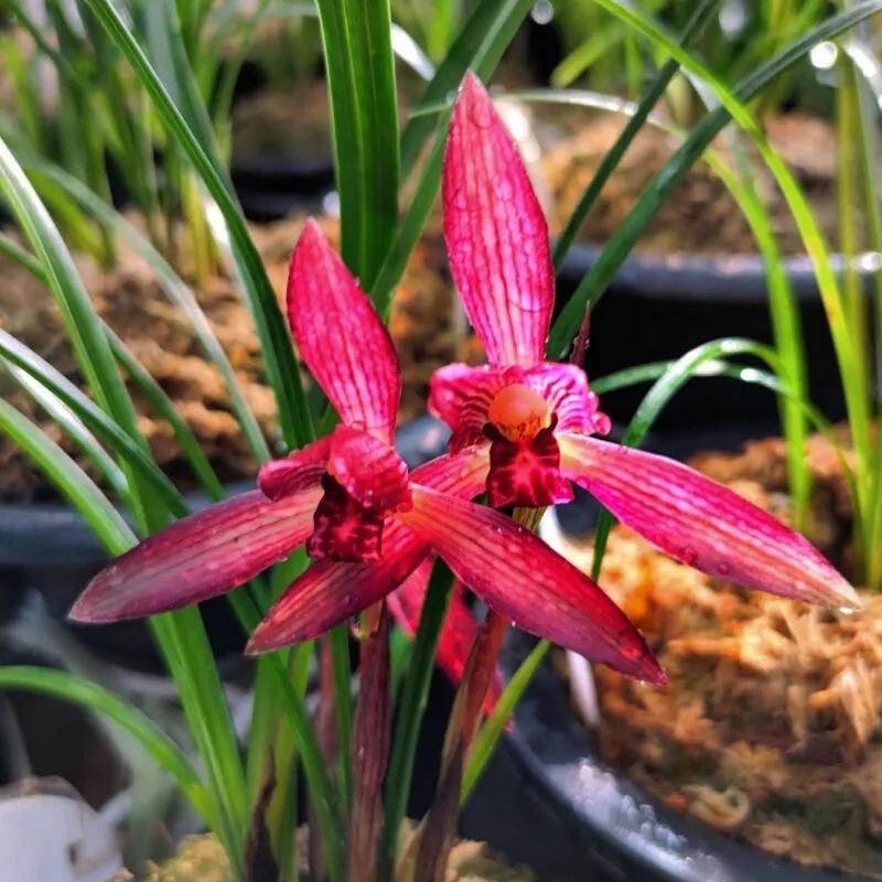 Ruby Orchid - iNEWS