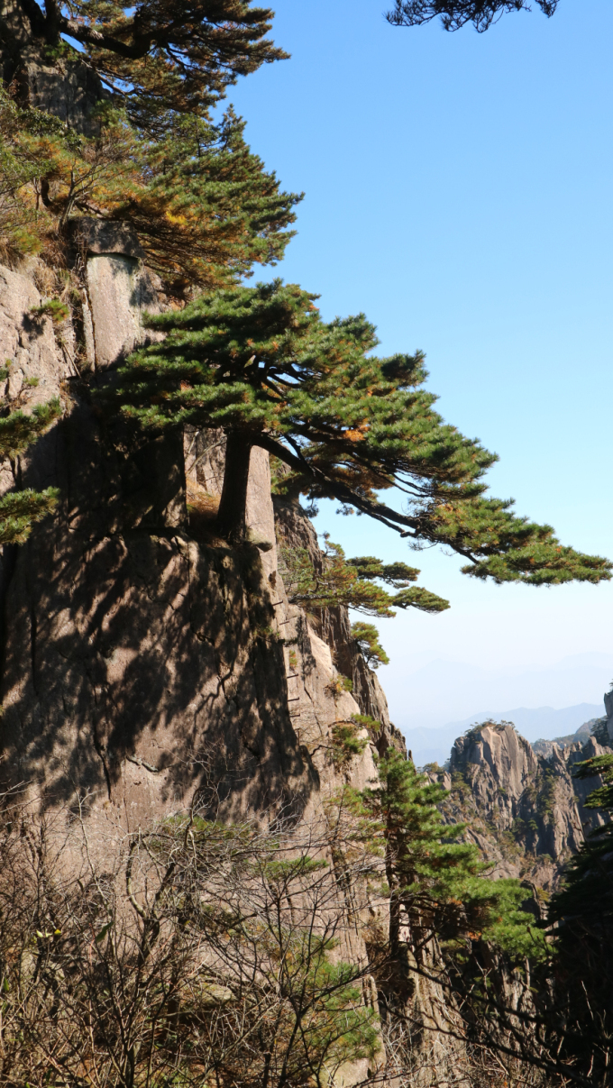 The Charm of Trees 1088 (Huangshan Tree 1) - iMedia