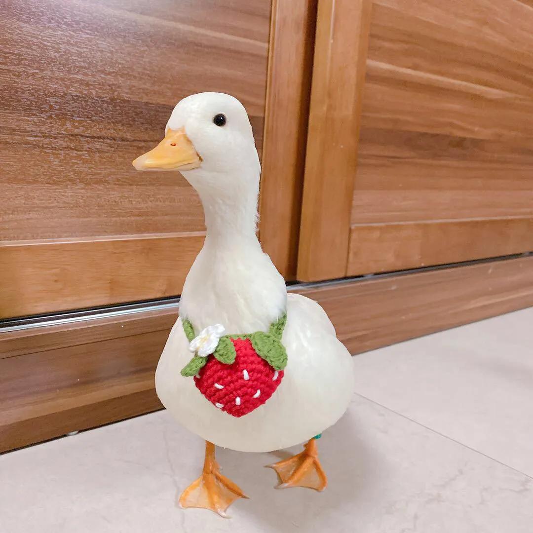Why is Wang Sicong's pet duck so expensive?Why don't ordinary people ...