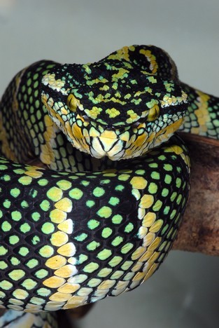 Nine green snakes in the world - iNEWS