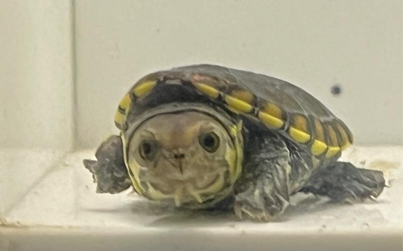 The Living Habits and Breeding Techniques of Narrow Bridge Egg Turtle ...