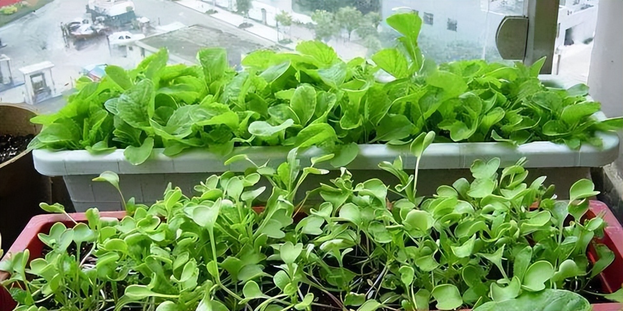 Planting vegetables, what should I do if the vegetable seedlings are ...