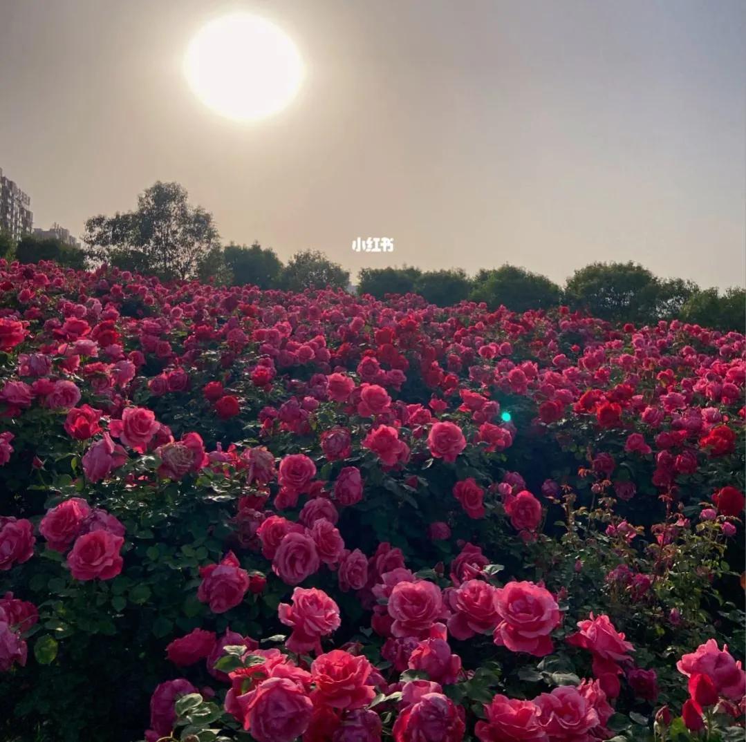 Bo operator · Chinese rose (original) - iNEWS