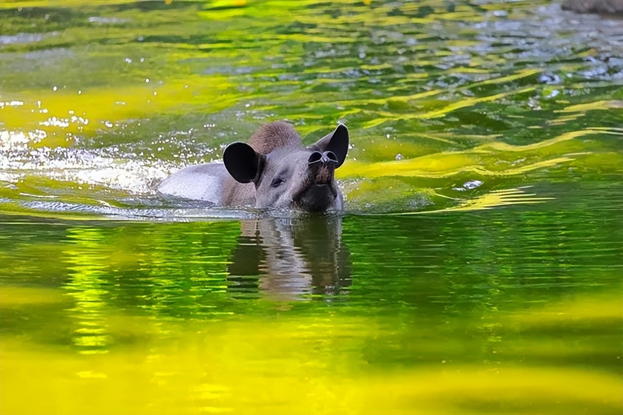 The legendary dream-eating tapir, I didn't expect it to be so cute - iMedia