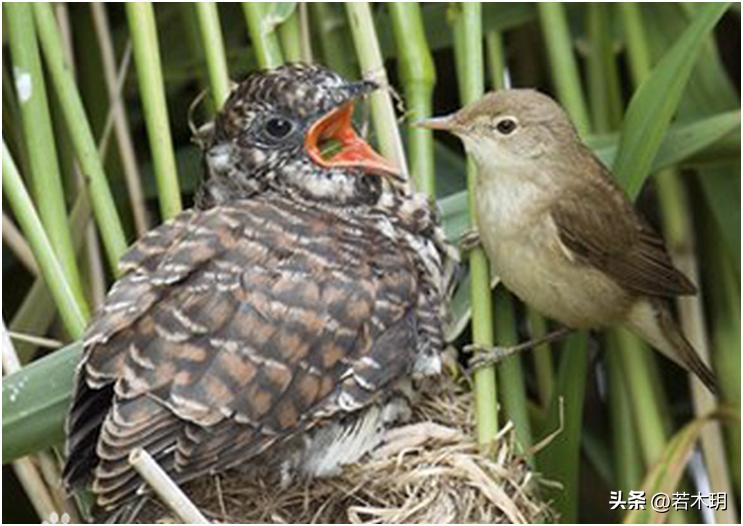 Is the cuckoo's bird taste really embarrassing? - iMedia