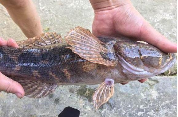 Bamboo shell fish: It is often regarded as a native fish, but it is ...