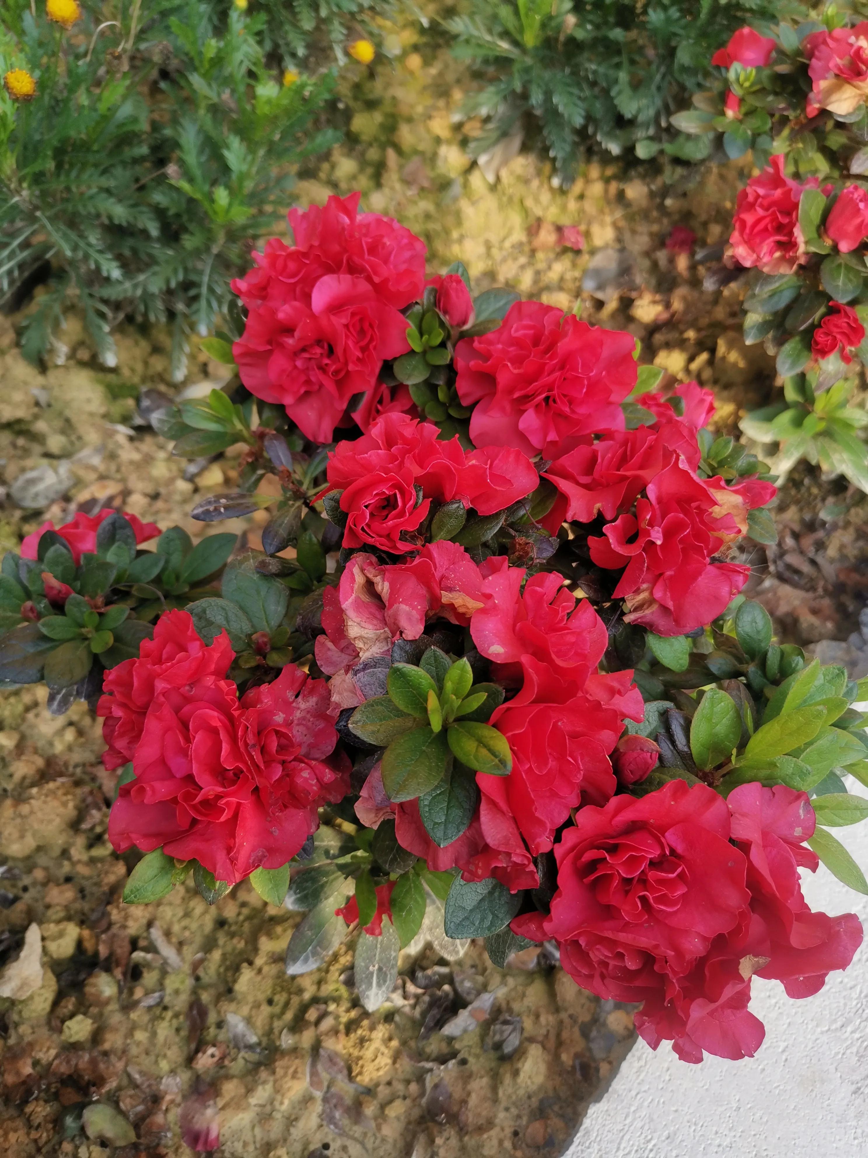 Longkai Temple "Blue Ice Pagoda New Poem Appreciation" - iNEWS