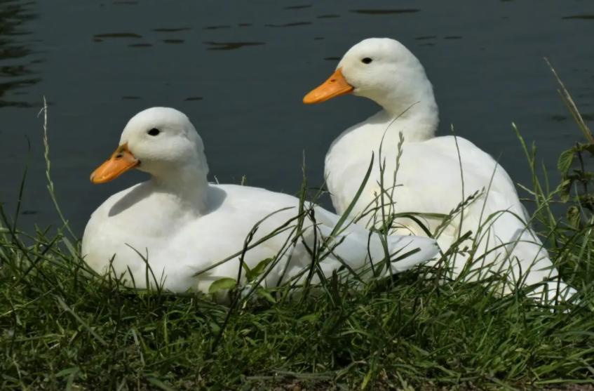 Poultry doctor meditates on what should be paid attention to in the ...