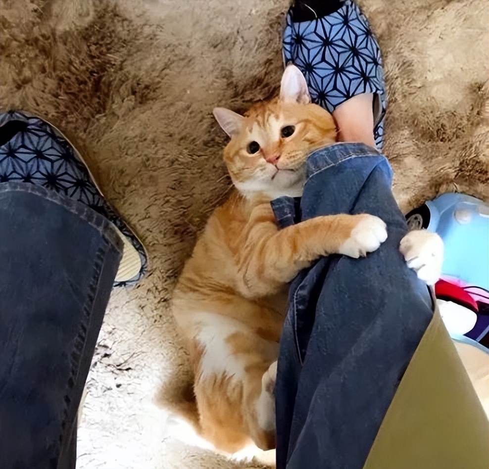 You have these meanings when cats "pull", don't be stupid and don't ...