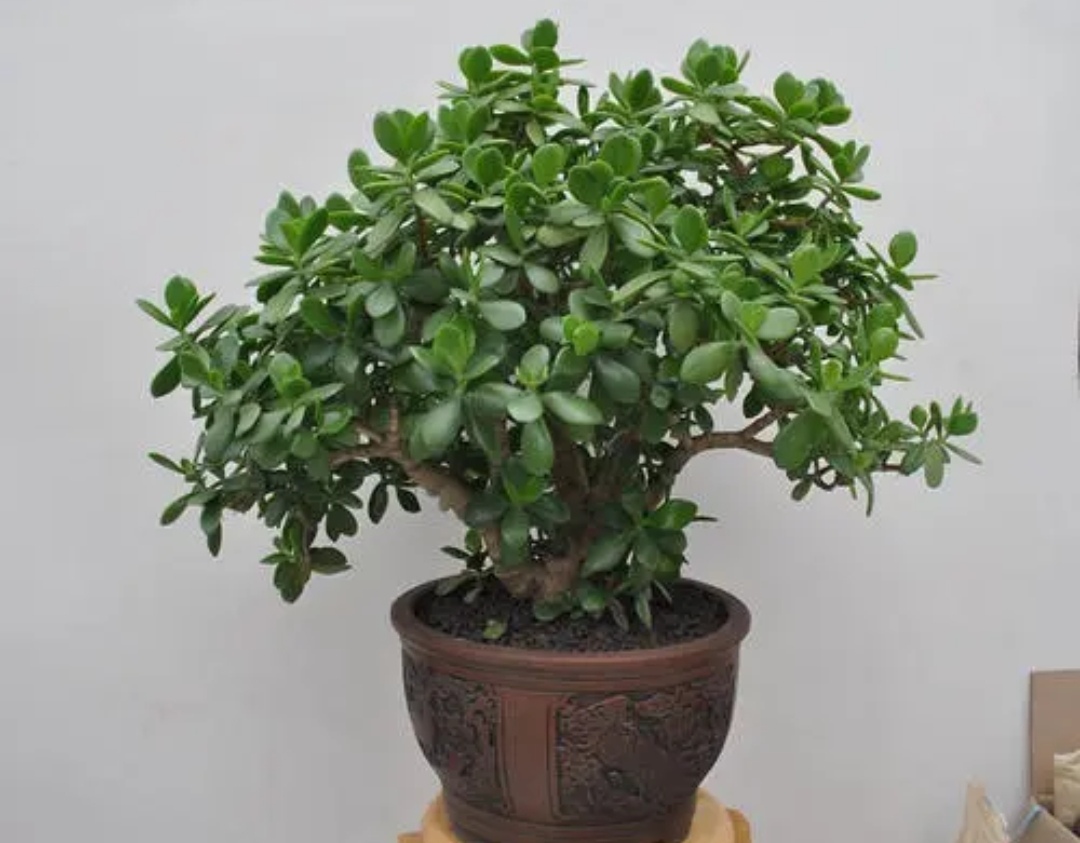 6 kinds of "wealth trees", with lush branches and leaves, good meaning ...