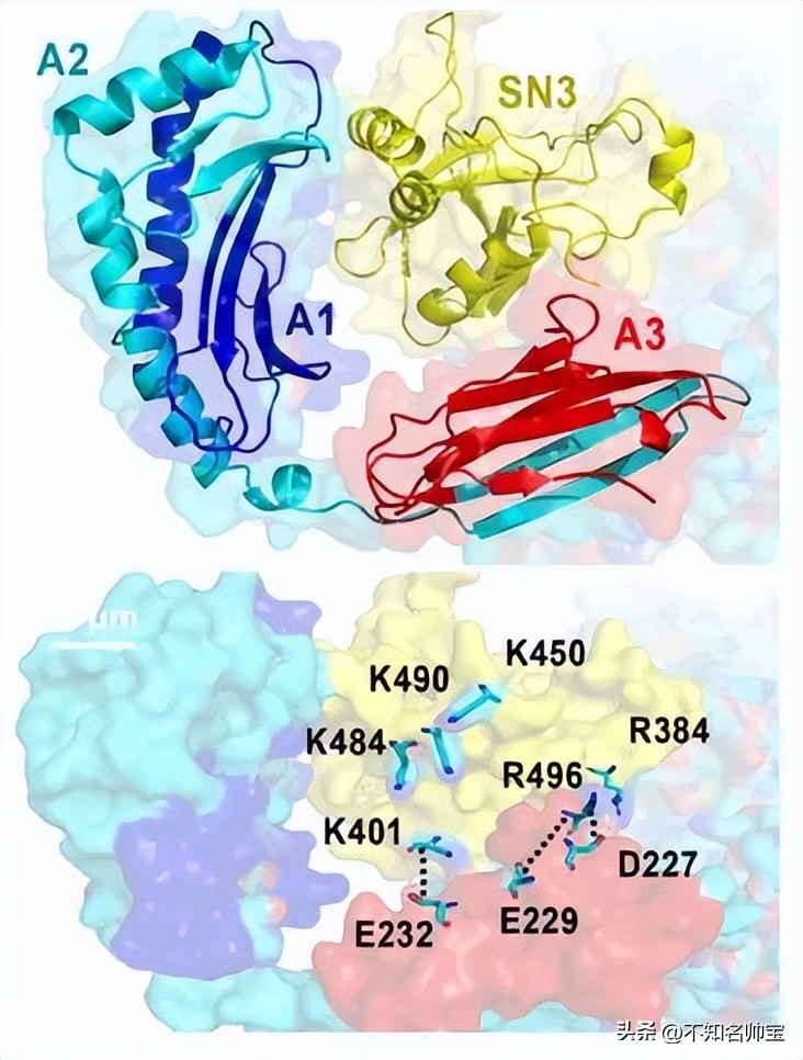 MHC-II dynamics are preserved in HLA-DR allotypes to ensure catalyzed peptide exchange - iNEWS
