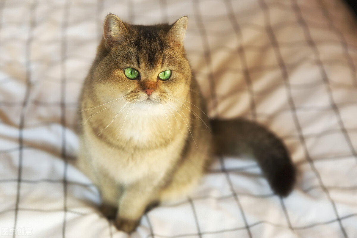 How to identify the appearance of golden gradient cat? - iMedia