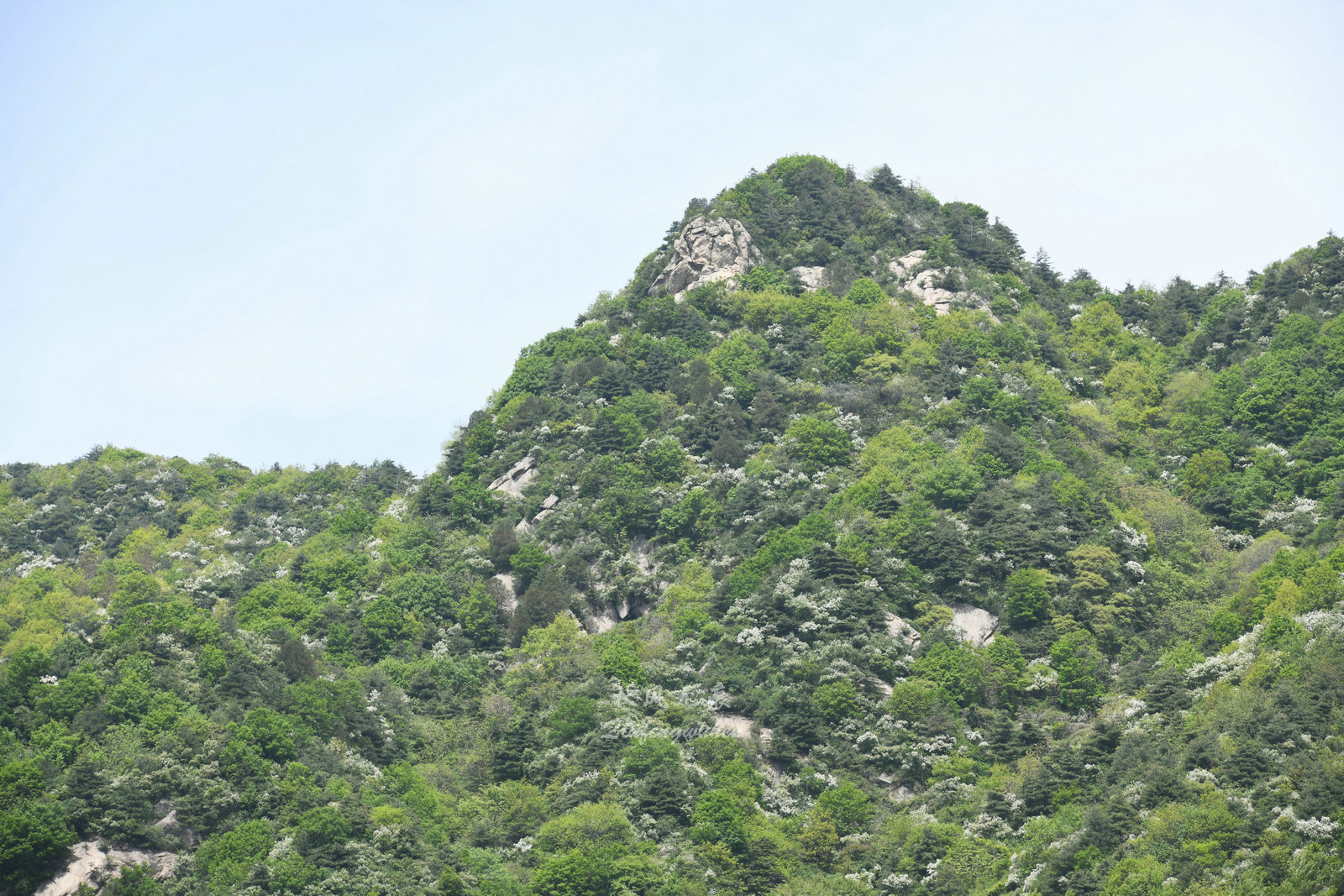In late spring, go to the top of Qinling Mountains in Lantian and ...