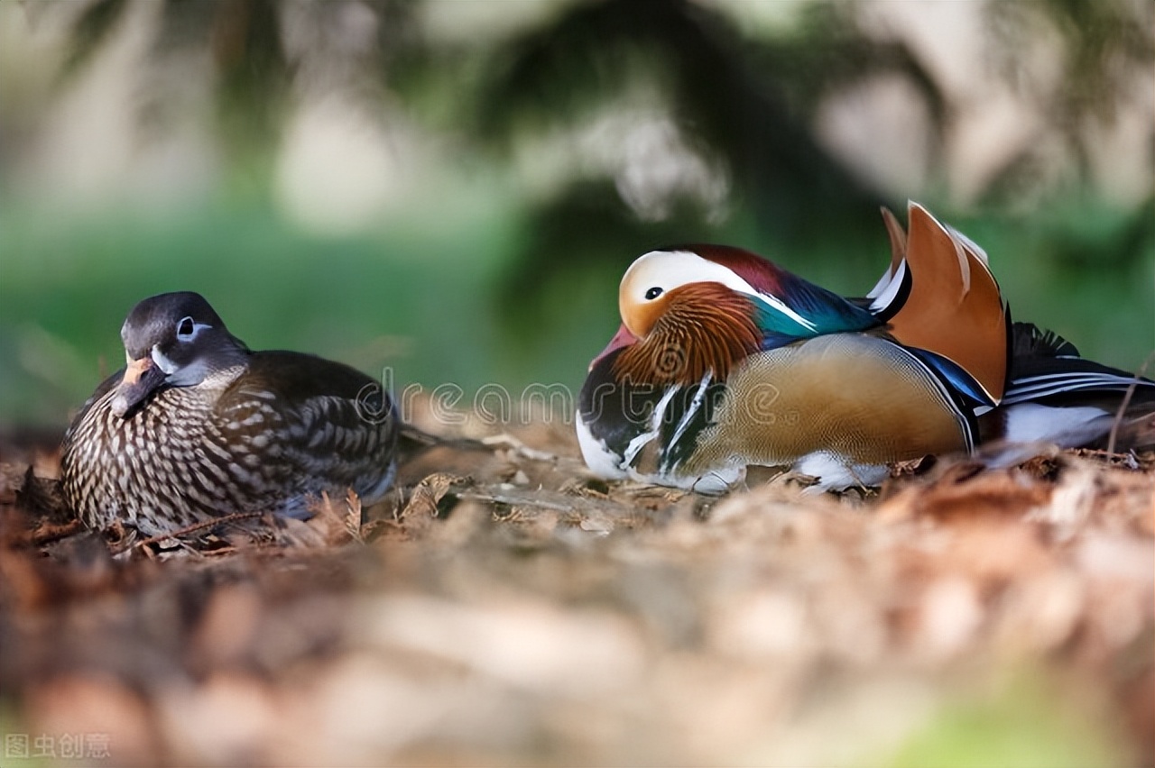 Yuanyang Yufei, a love bird in Chinese folklore - iNEWS