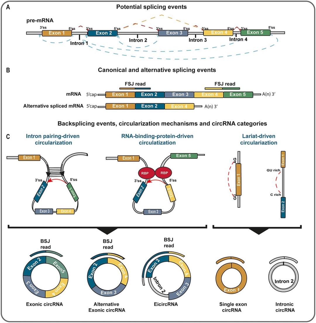 All the circular RNA bioinformatics tools you want to know are here ...