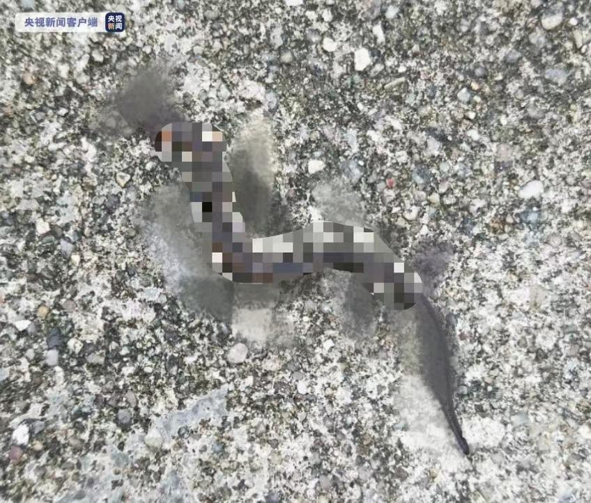 Less than 200!What are the characteristics of the critically endangered ...