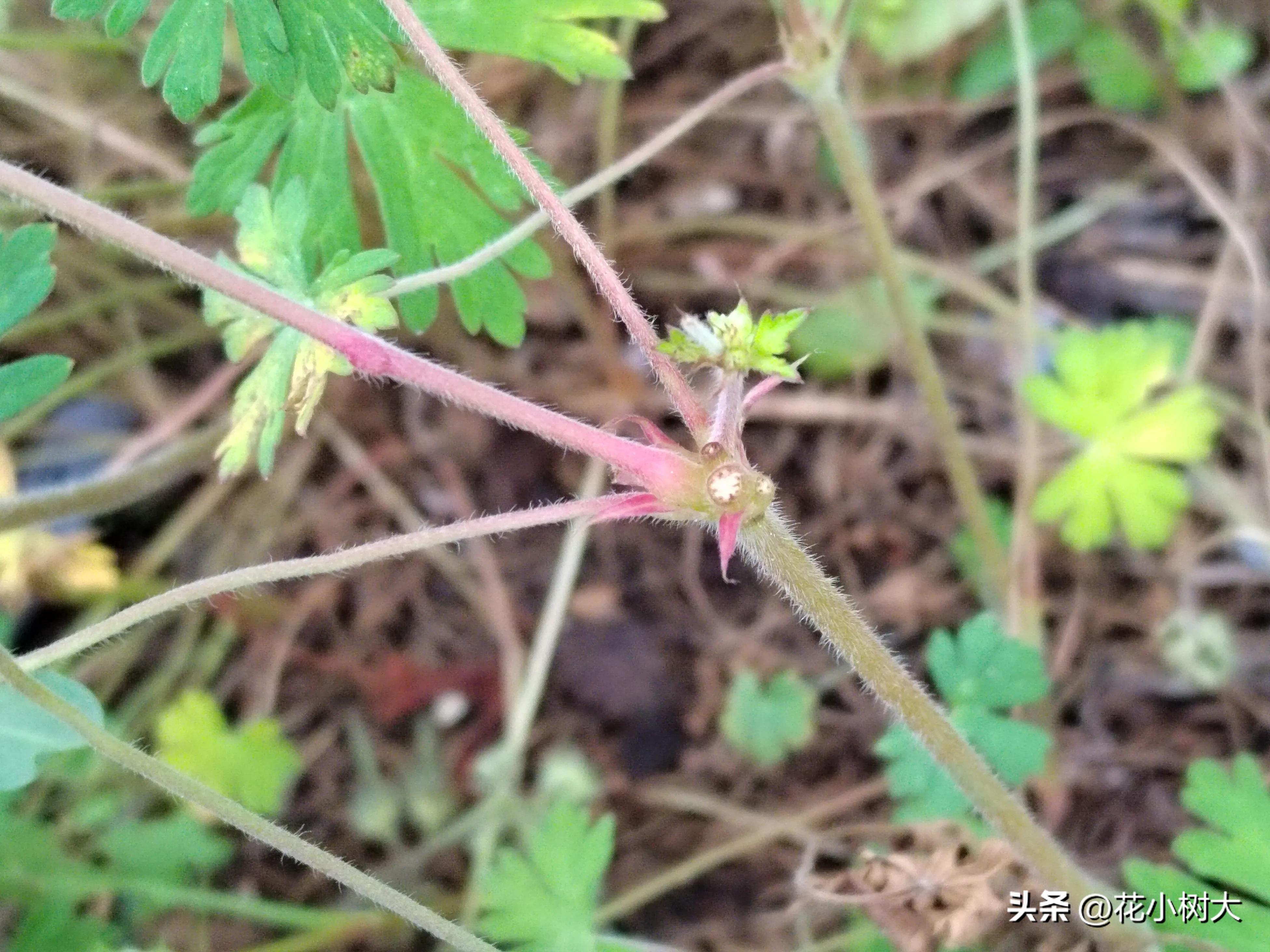 Real shot of plants 7-wild geranium (antidiarrheal grass) - iMedia