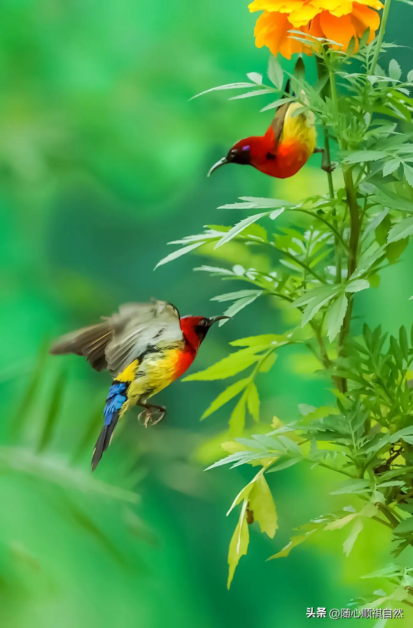 Do animals have foreplay like humans before mating? - iMedia