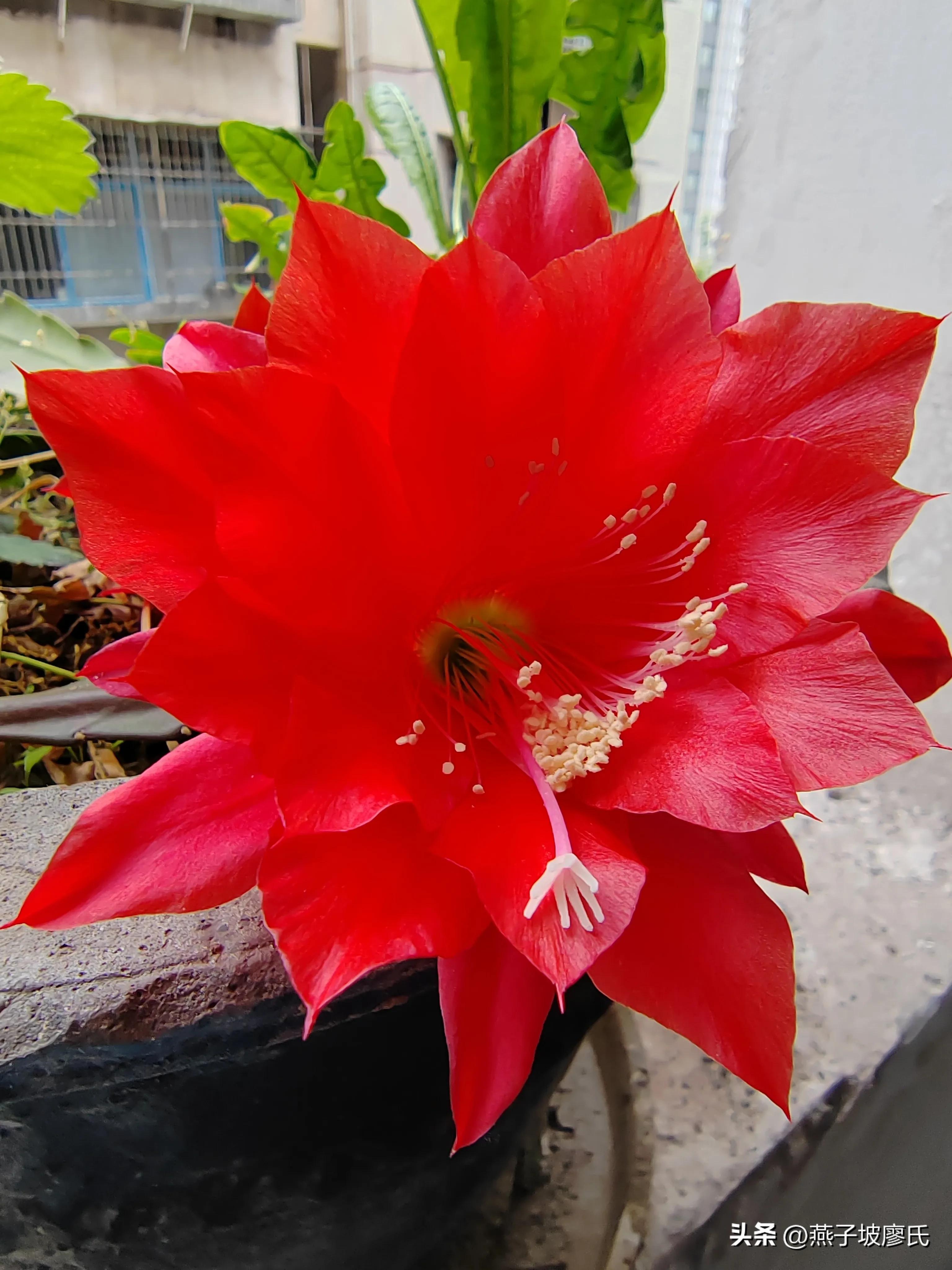 Life is like a flower, cherish it - iNEWS