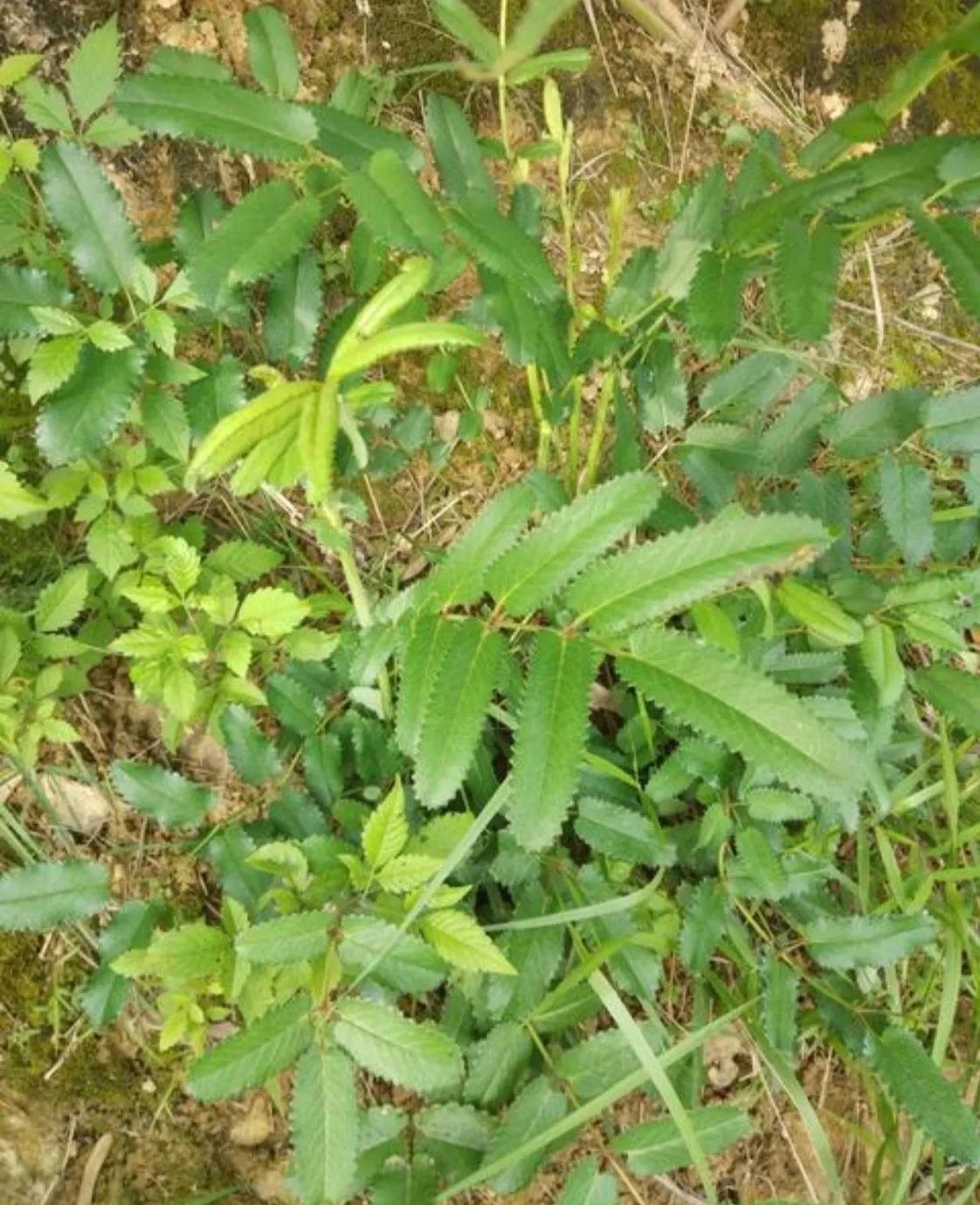 The root of blood arrow grass growing in the hillside grassland is the ...