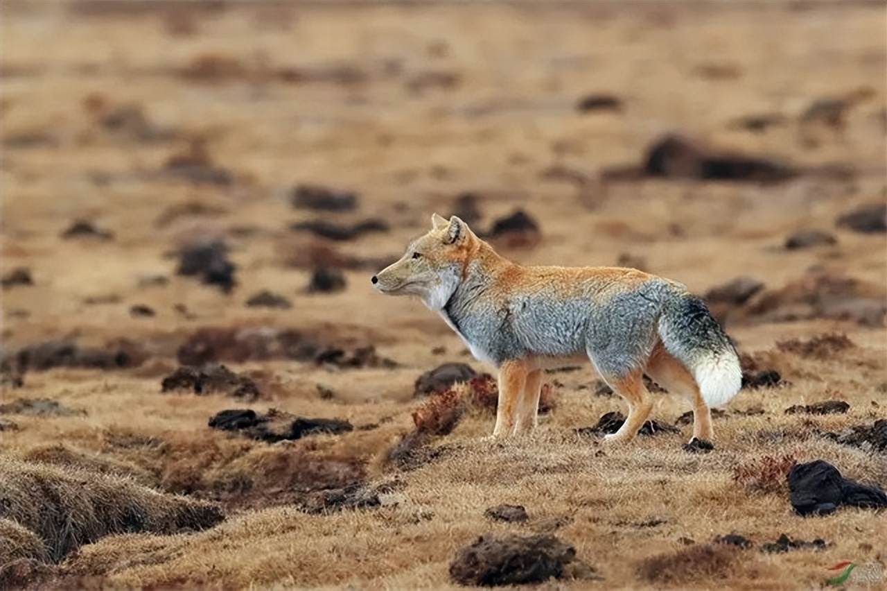 Tibetan herdsmen help Tibetan fox cubs escape. When herdsmen are ...
