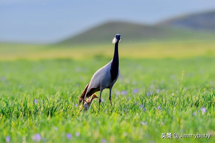 The legend of the world's national bird: South Africa (SOUTH AFRICA ...