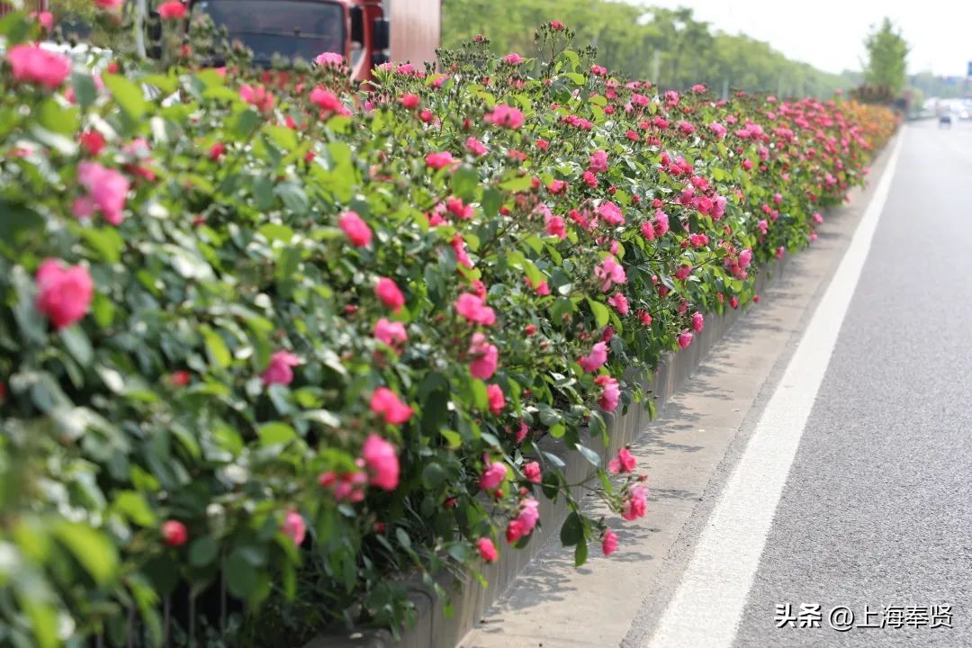 Amazing blooming, have you been to these rose flower paths? Two of them ...